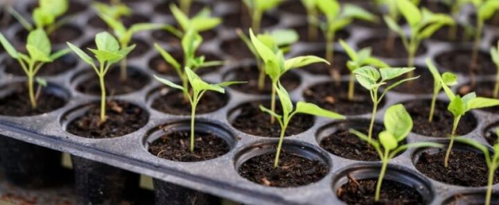 Semina in semenzaio: alcuni consigli utili | Pierucci Agricoltura