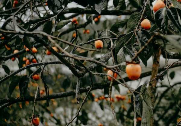 Come potare e concimare i cachi in inverno | Pierucci Agricoltura
