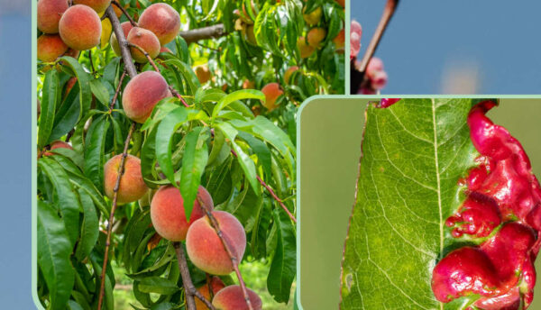 Bolla del pesco: cura e rimedi per combatterla | Pierucci Agricoltura