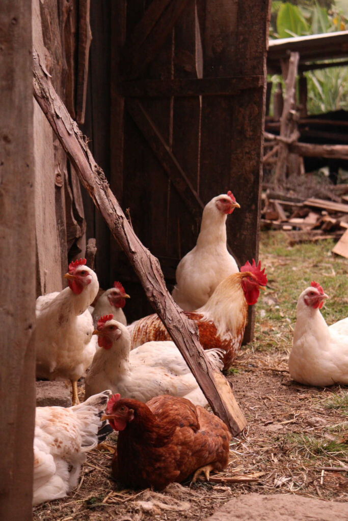 Cosa mangiano le galline ovaiole | Pierucci Agricoltura