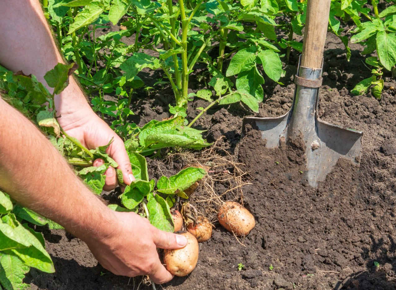 Semina della patata: tutto quello che c'è da sapere - Pierucci Agricoltura