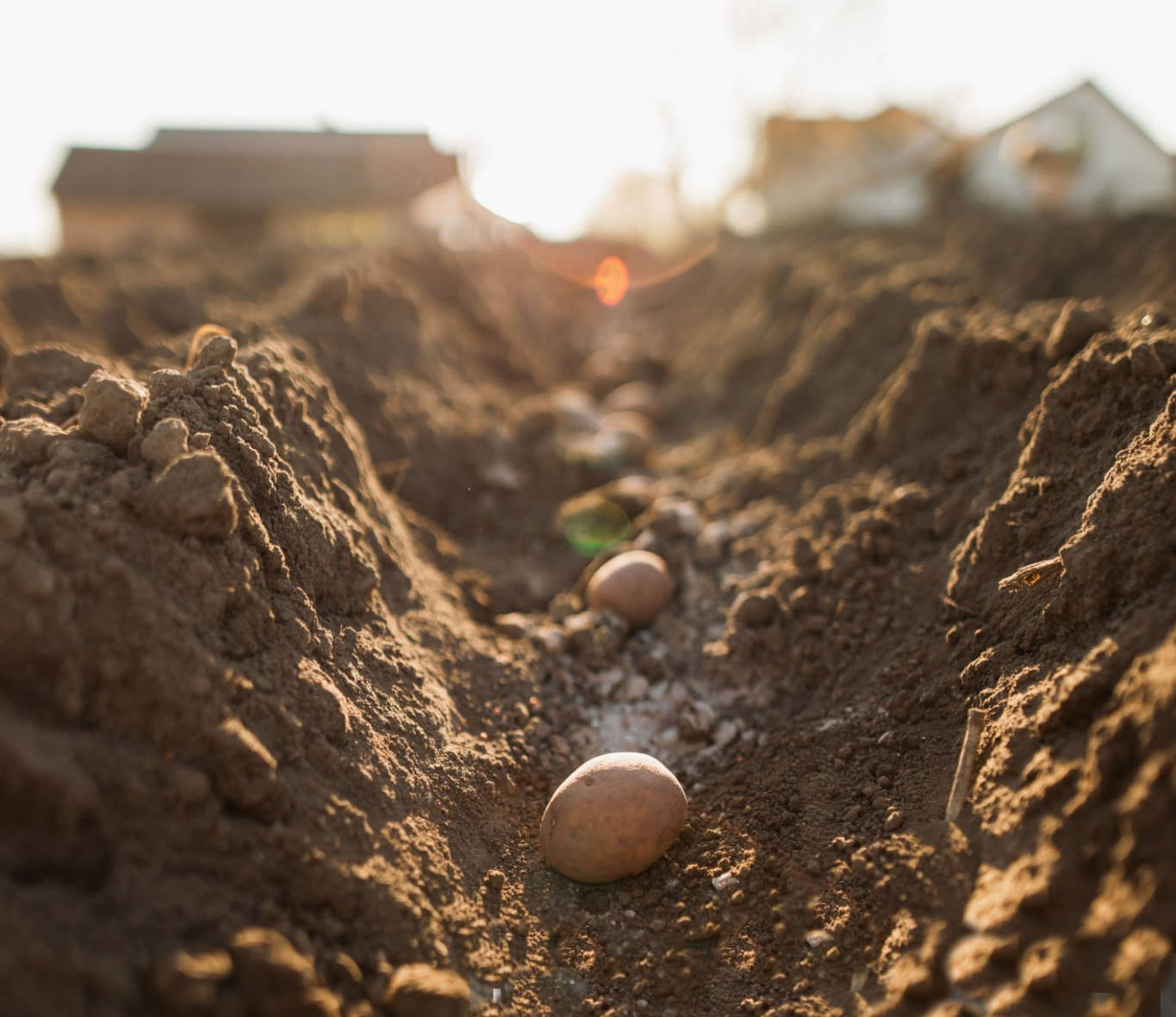 Semina della patata: tutto quello che c'è da sapere - Pierucci Agricoltura